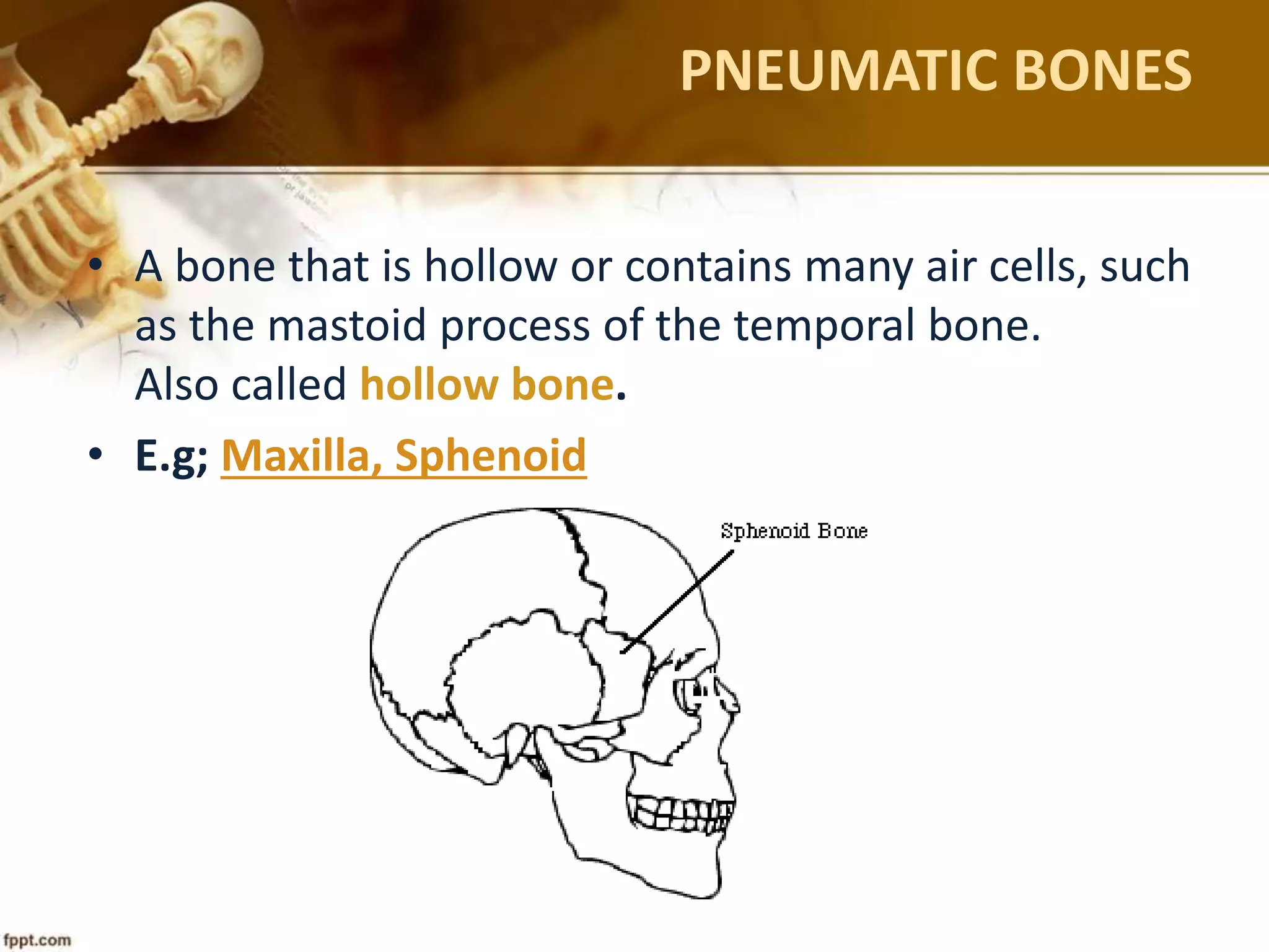 Presentation on bones | PPSX