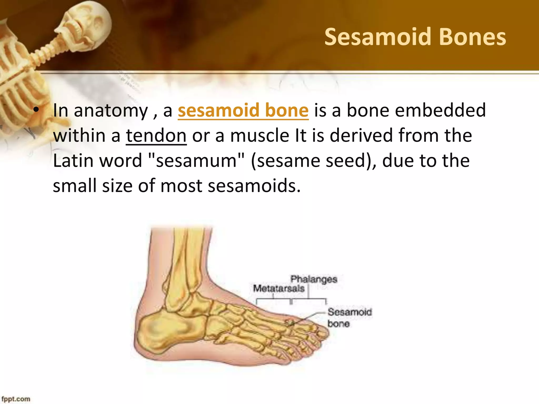 Presentation on bones | PPSX