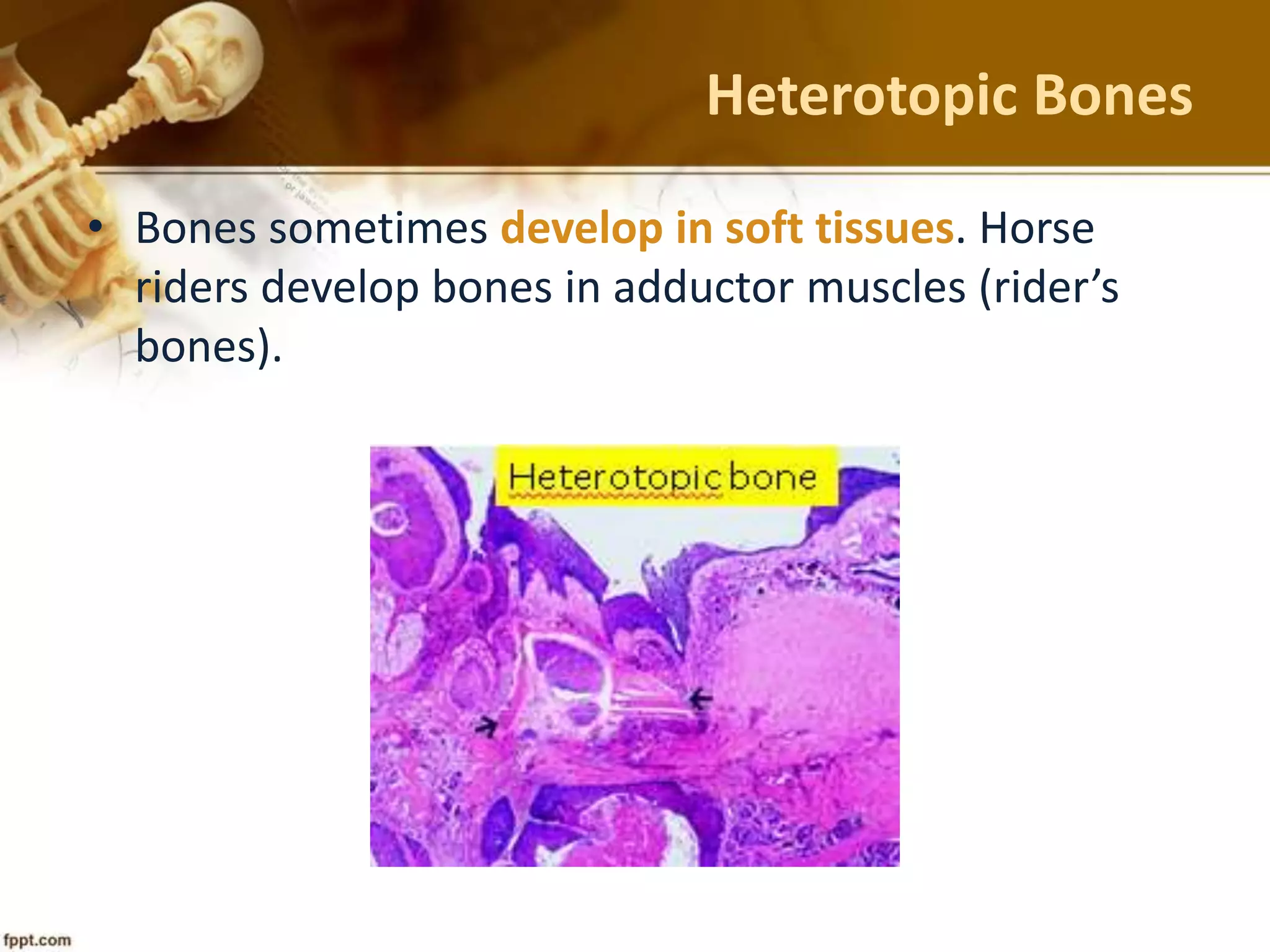 Presentation on bones | PPSX