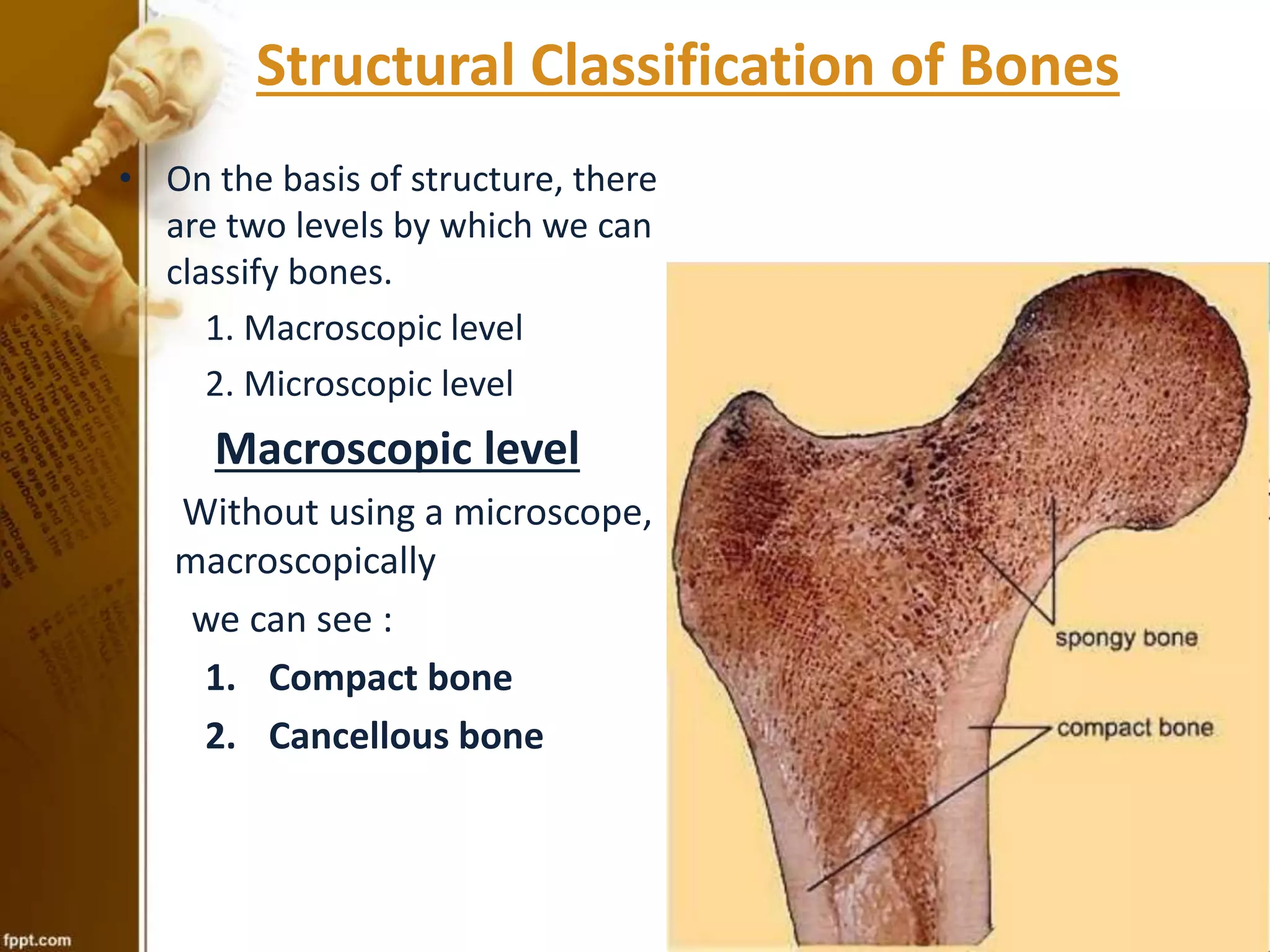 Presentation on bones | PPT