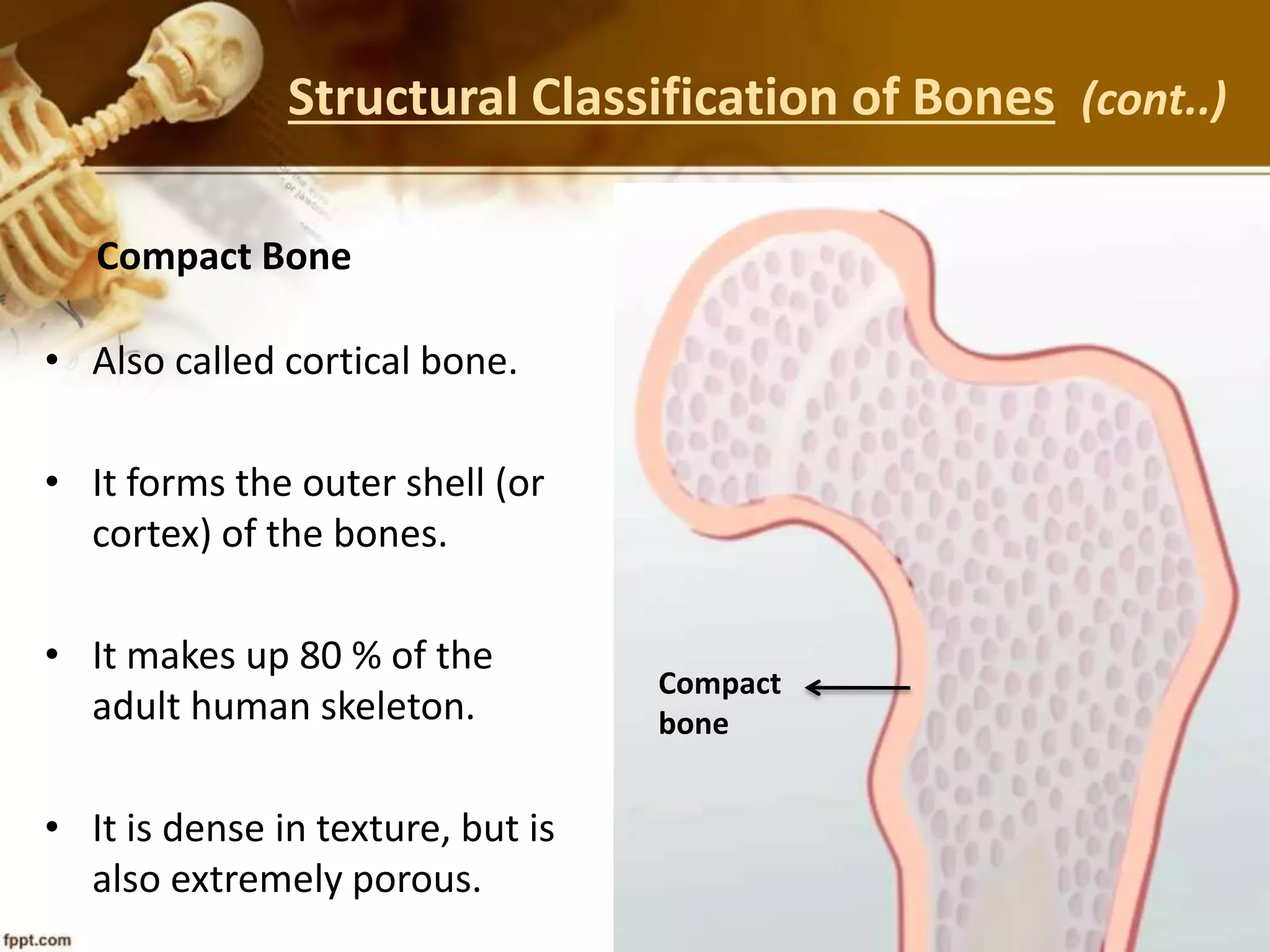 Presentation on bones | PPSX