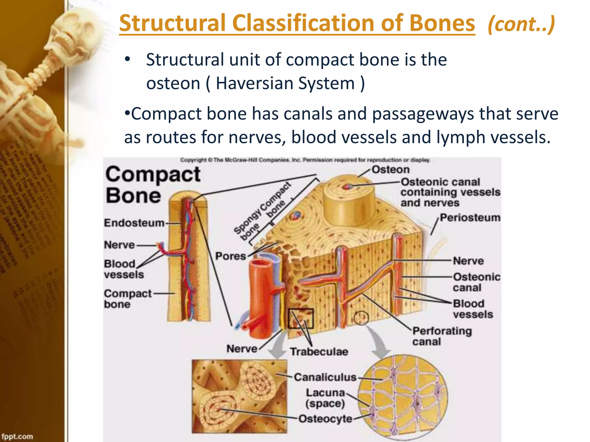 Presentation on bones | PPSX