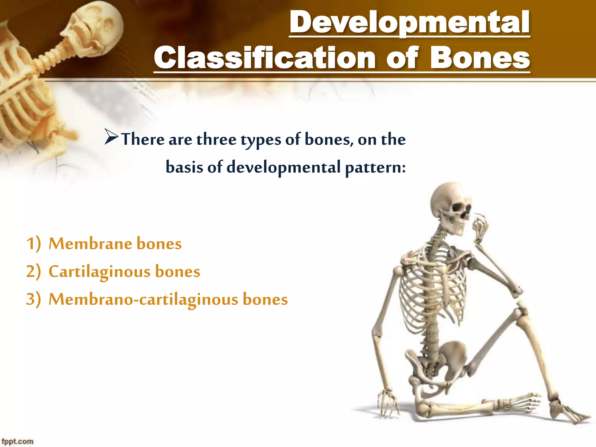 Presentation on bones | PPSX