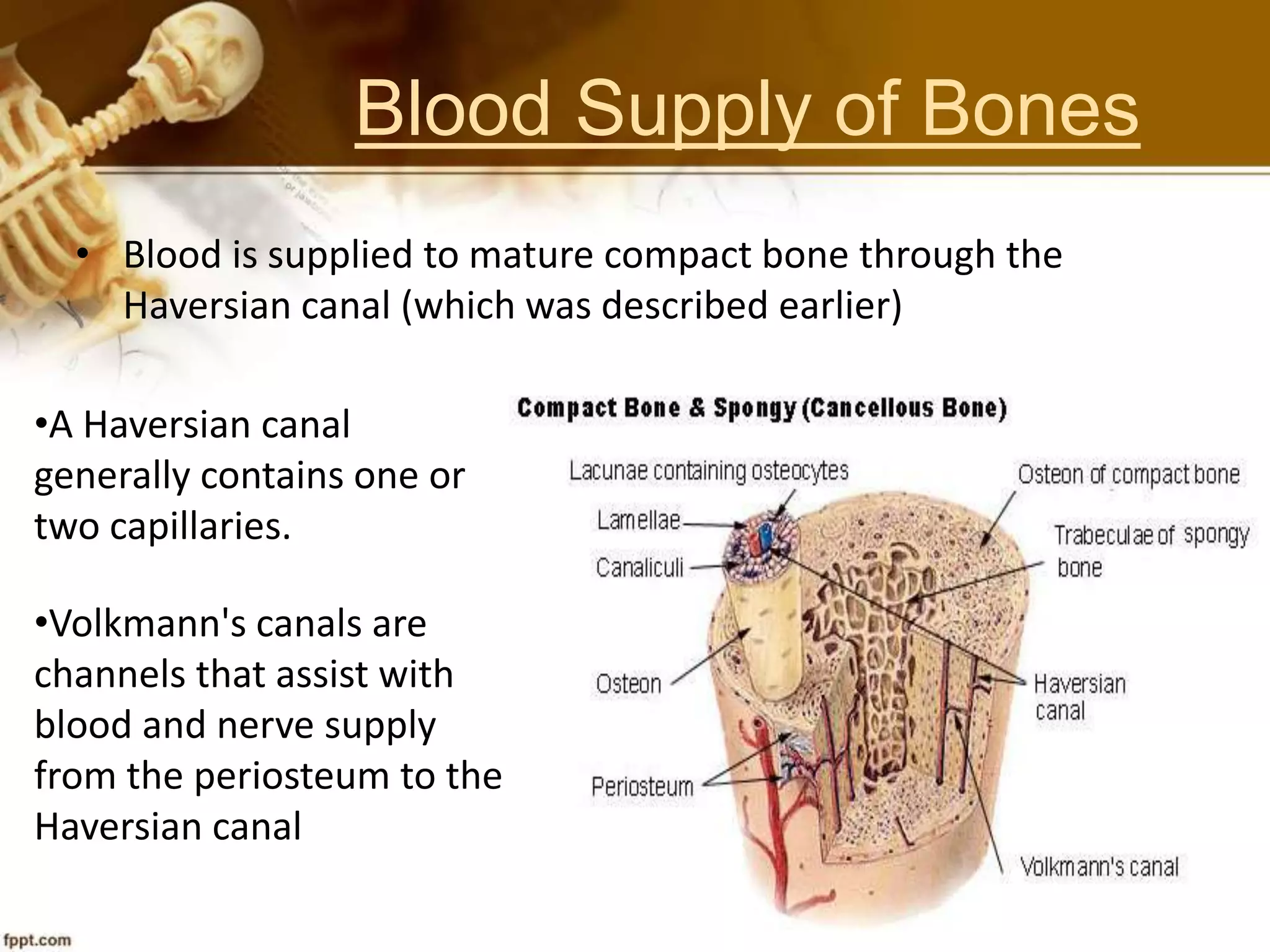 Presentation on bones | PPSX
