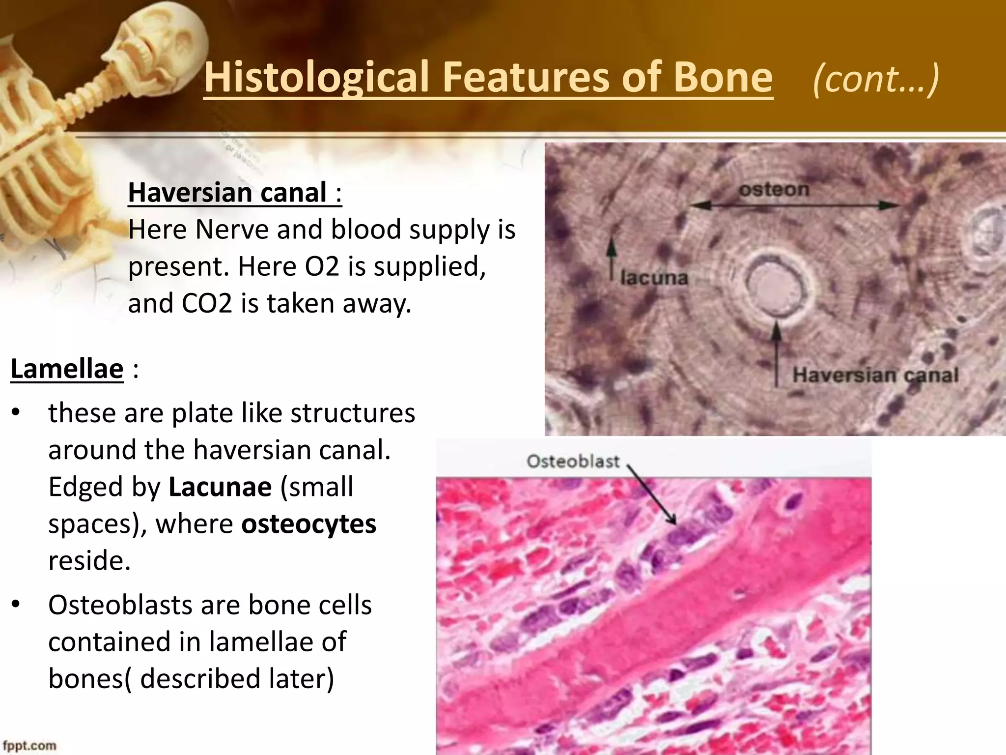 Presentation on bones | PPSX