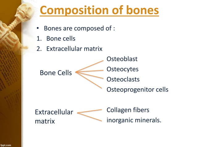 Presentation on bones | PPSX