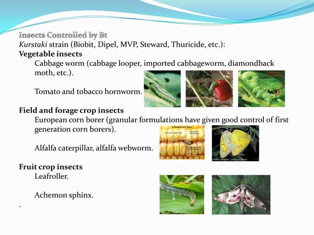 BT crops | PPTX | Genetics | Science
