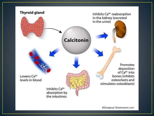 calcium | PPTX | Bone and Joint Conditions | Diseases and Conditions