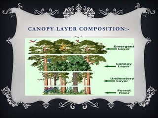 Presentation on canopy architecture | PPTX | Gardening | Home & Garden