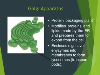 Presentation on cell.pptx
