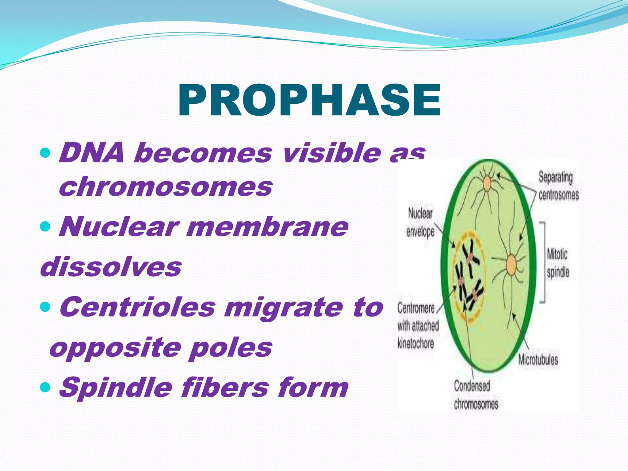 Presentation on cell cycle | PPTX
