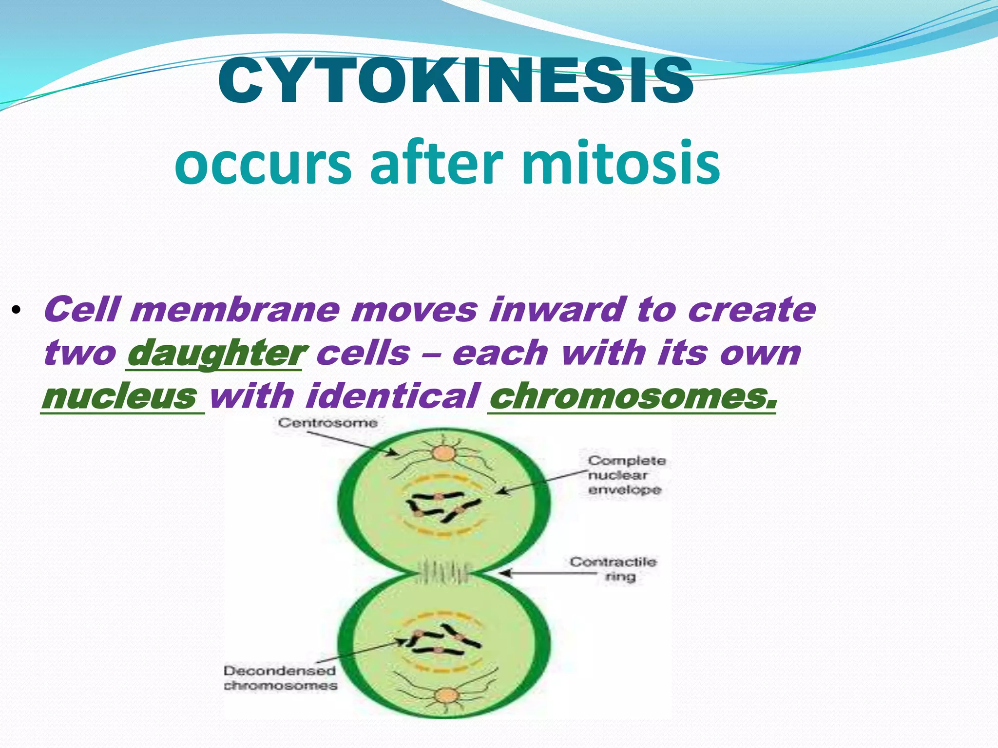Presentation on cell cycle | PPTX