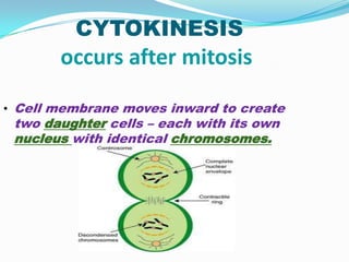 Presentation on cell cycle | PPTX