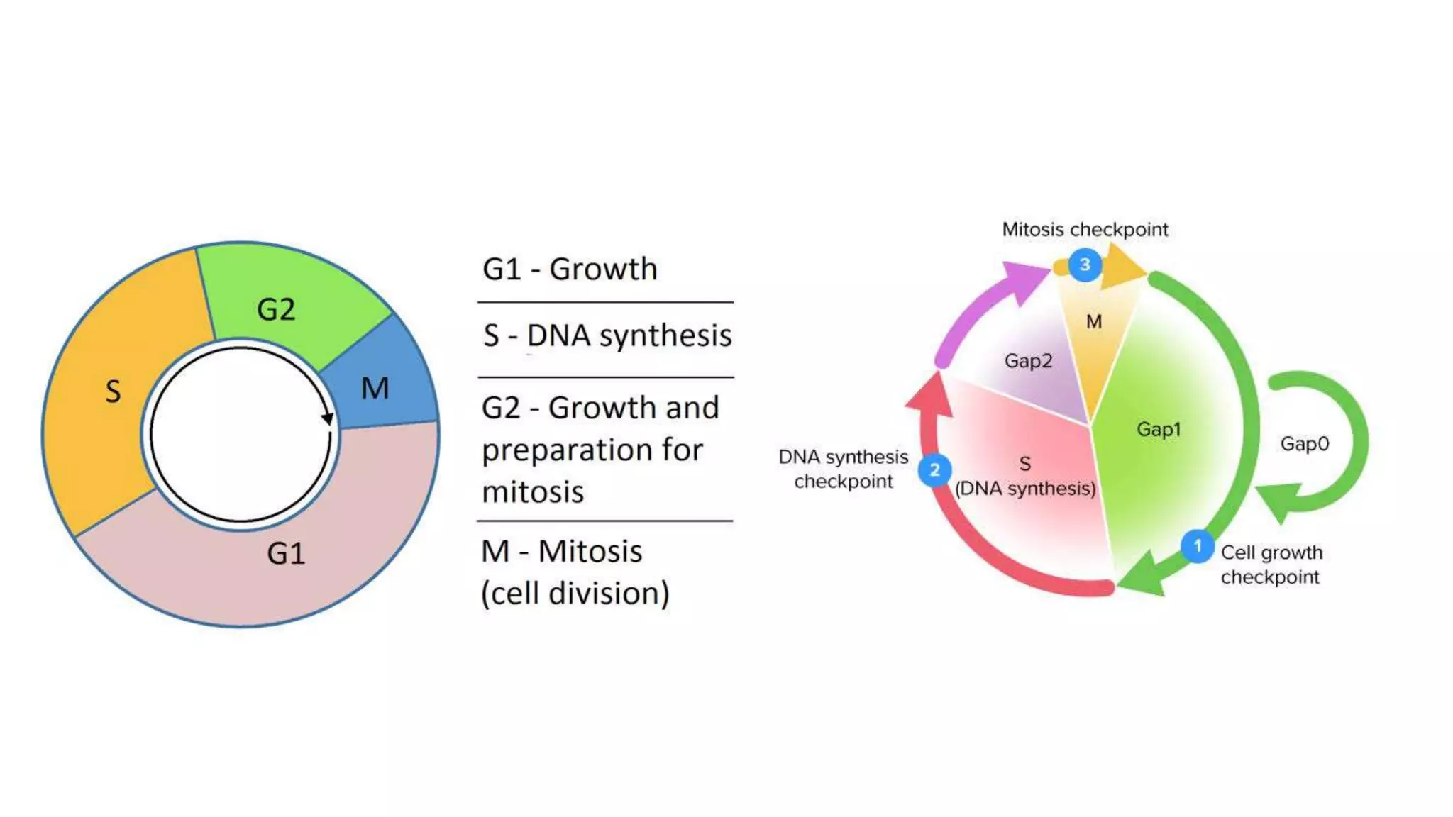 Cell Cycle and Cell Death.pptx