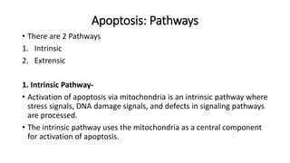 Cell Cycle and Cell Death.pptx