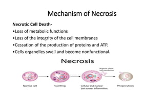 Cell Cycle and Cell Death.pptx