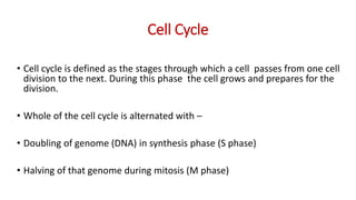 Cell Cycle and Cell Death.pptx