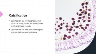 Presentation on Cellular Adaptation & Calcification by Dr. Anurag A ...