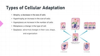 Presentation on Cellular Adaptation & Calcification by Dr. Anurag A ...