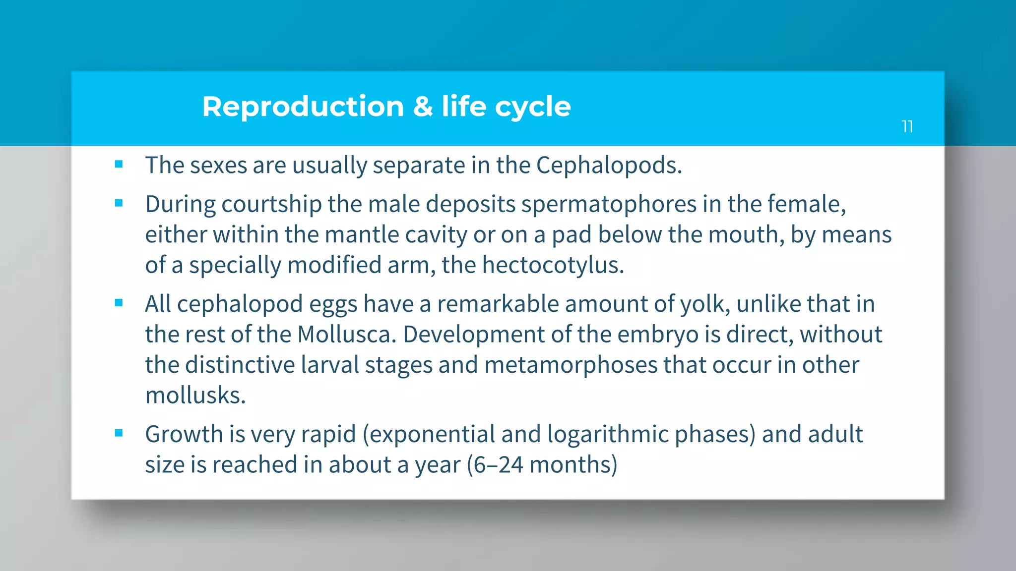 Presentation on cephalopods 1 | PPTX