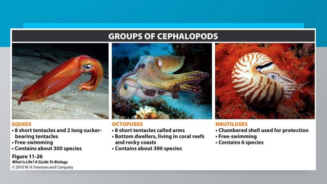 Presentation on cephalopods 1 | PPTX | Fish and Aquariums | Pets