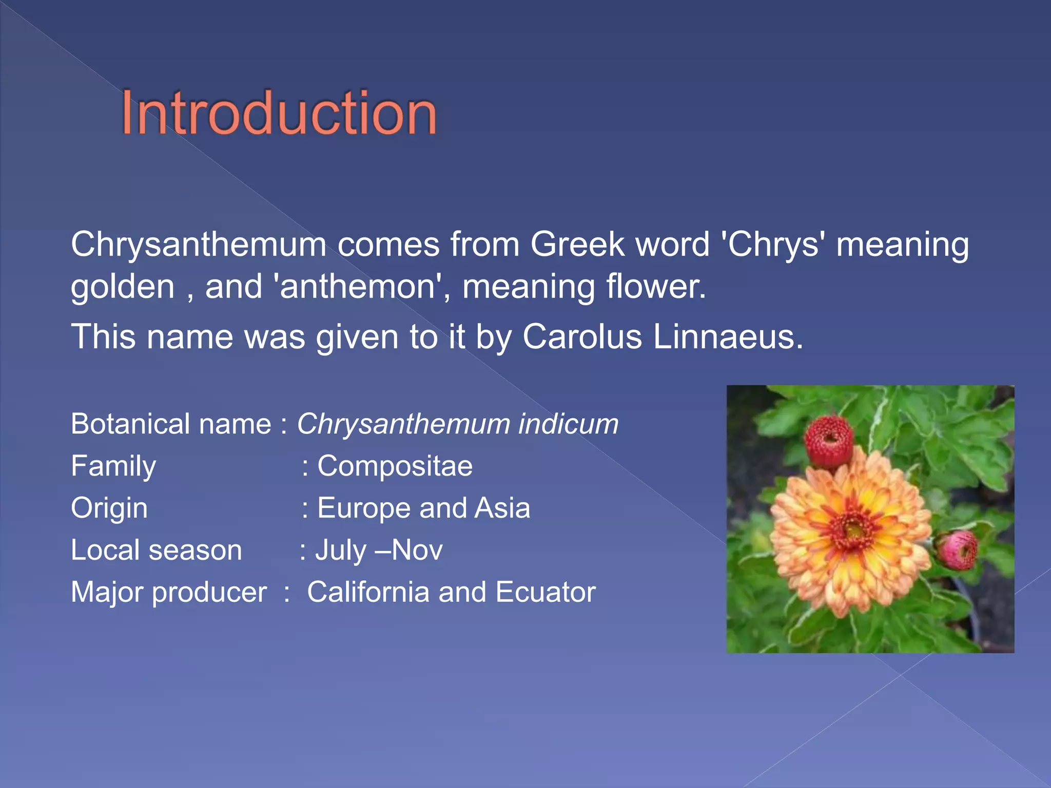 Presentation on chrysanthemum | PPTX
