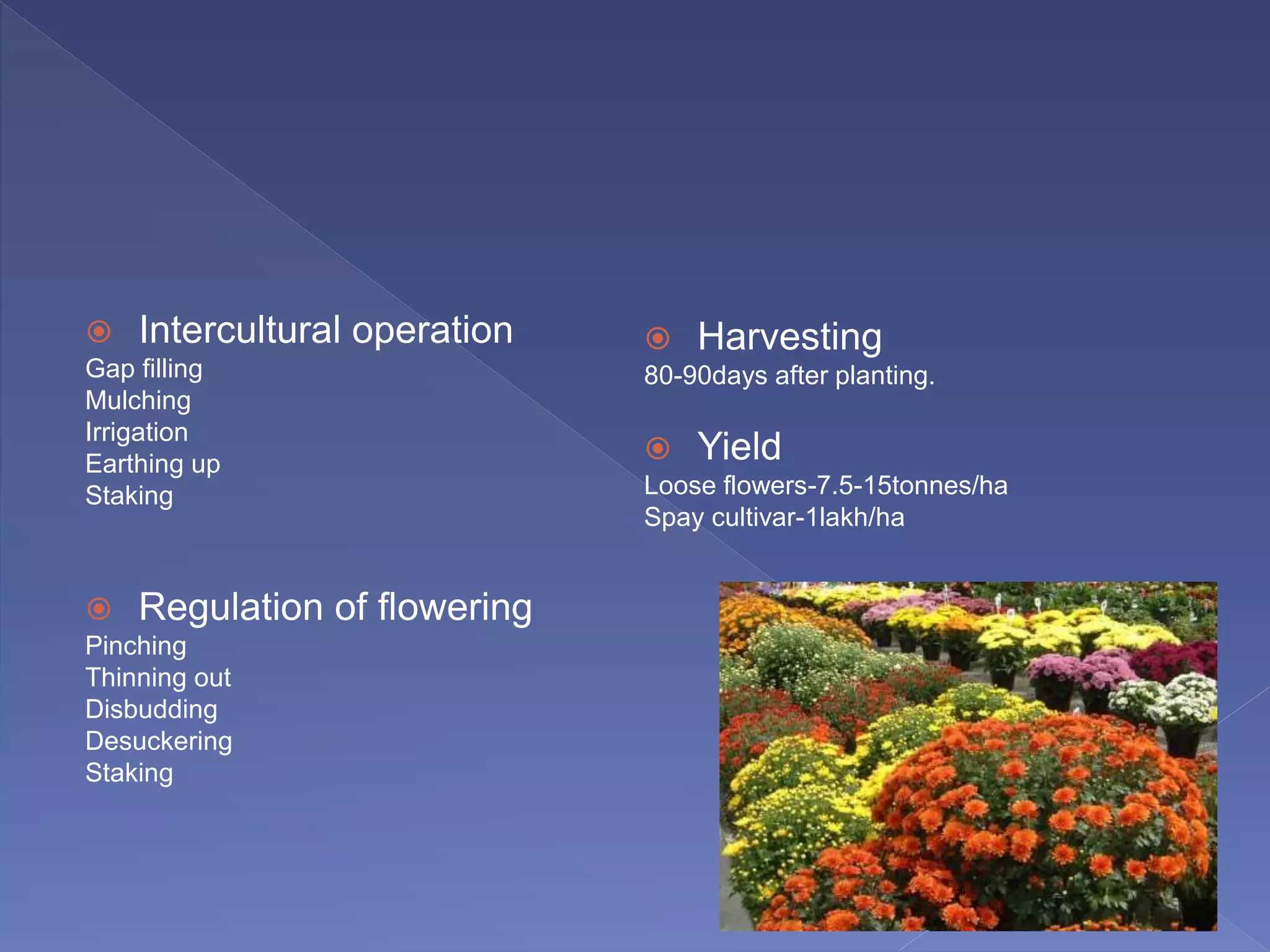 Presentation on chrysanthemum | PPTX