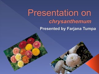 Presentation on chrysanthemum | PPTX