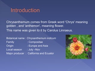 Presentation on chrysanthemum | PPTX