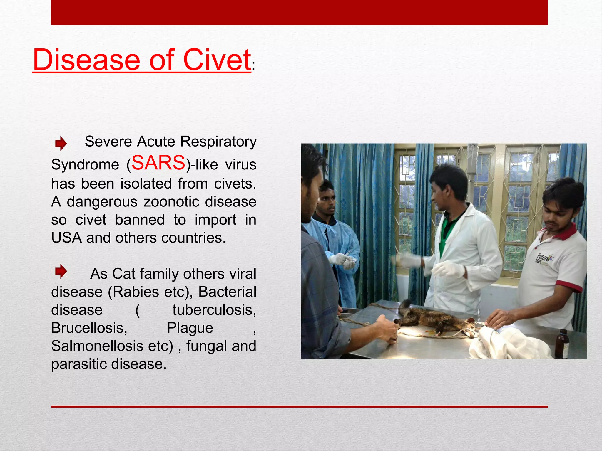 Presentation on civet | PPT
