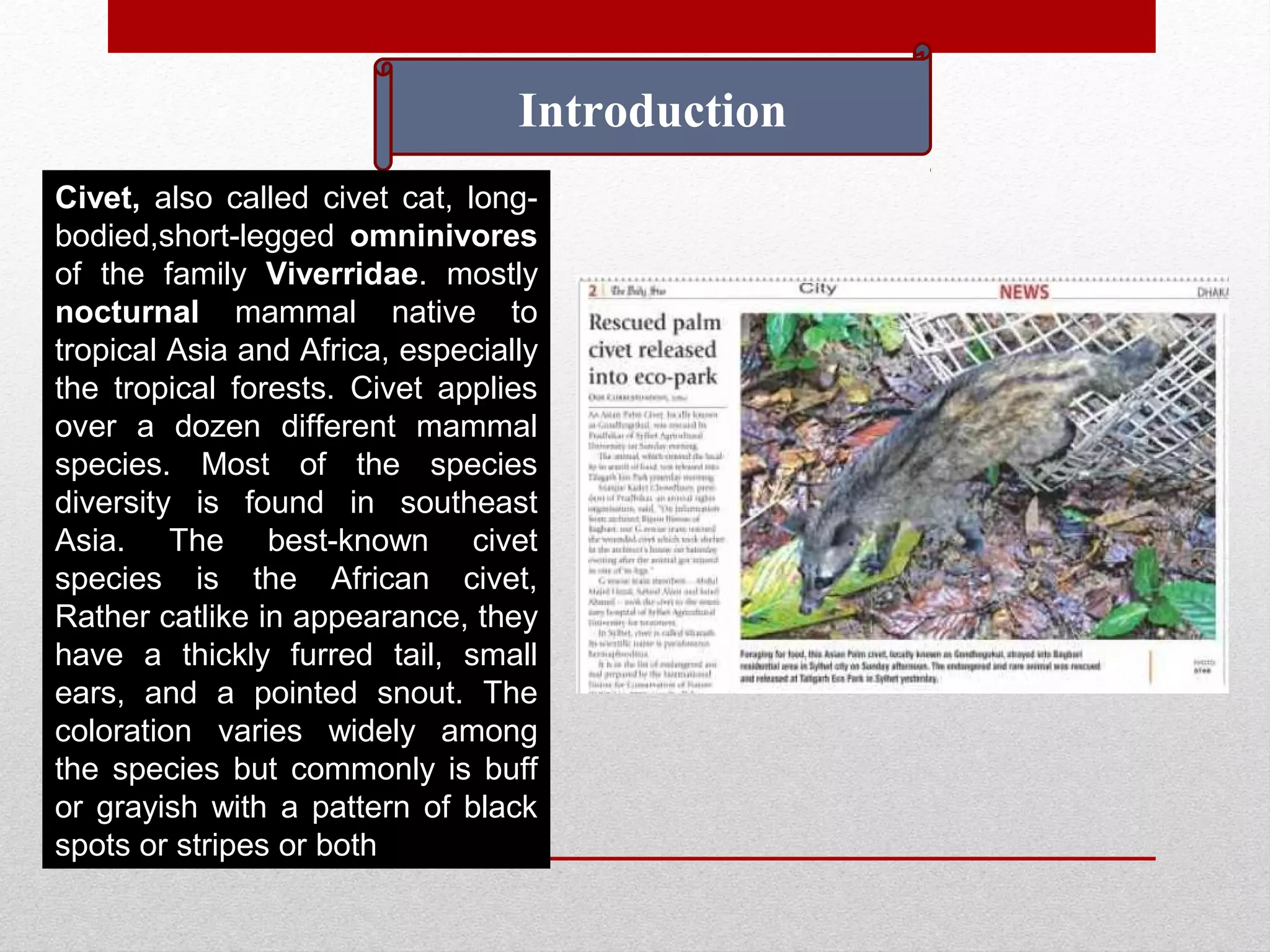 Presentation on civet | PPT