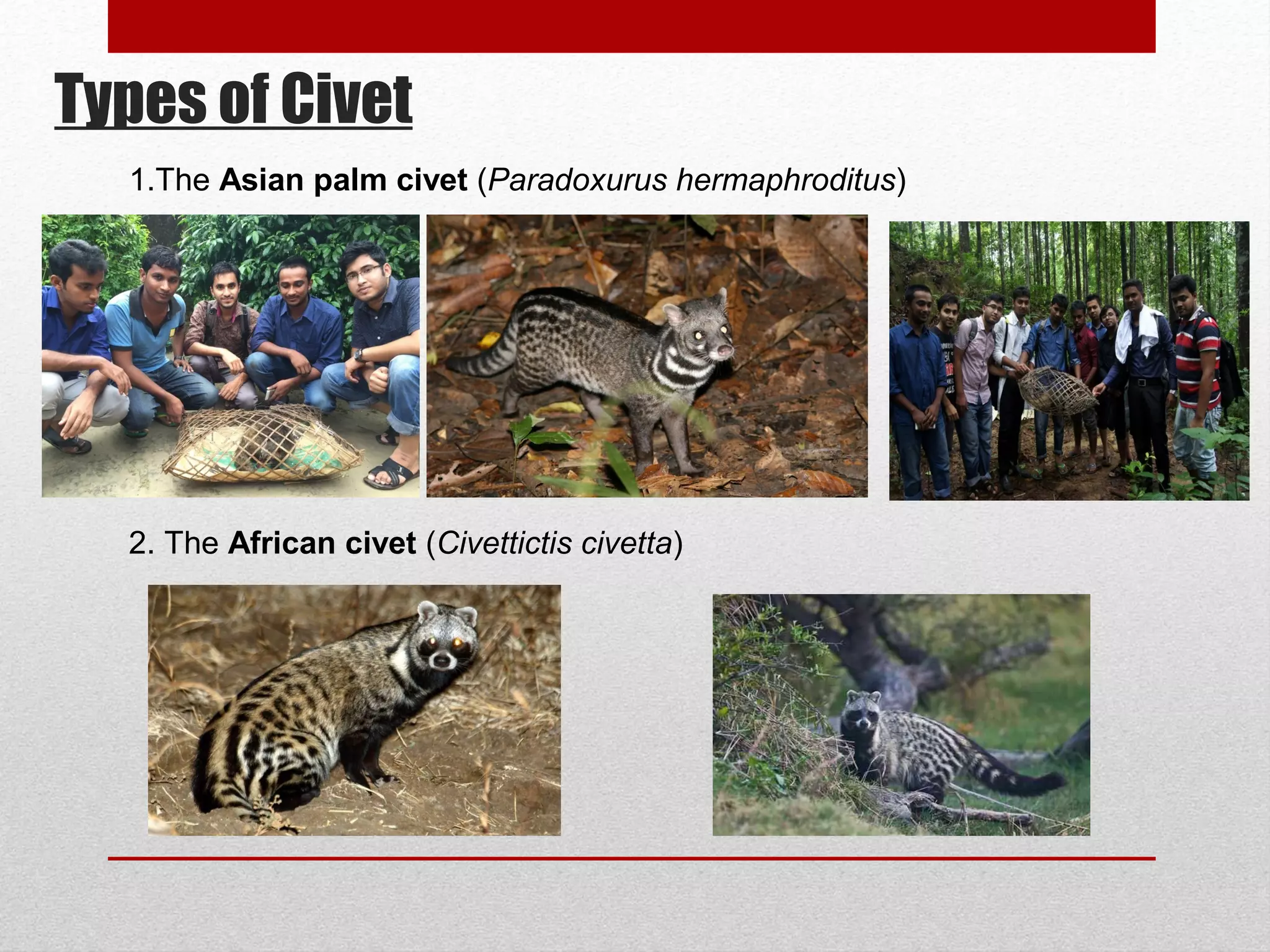 Presentation on civet | PPT