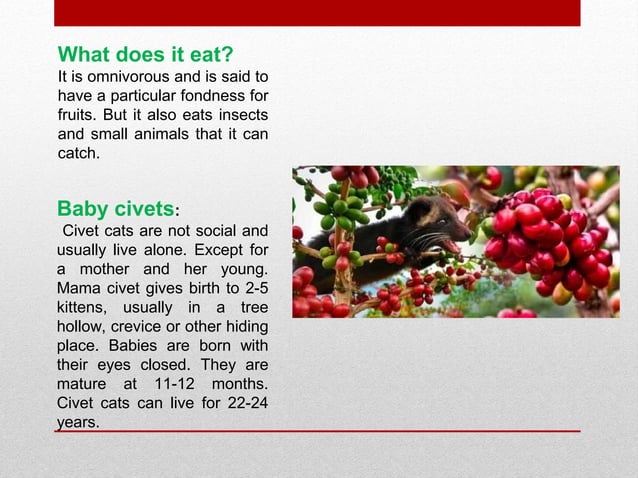 Presentation on civet | PPT