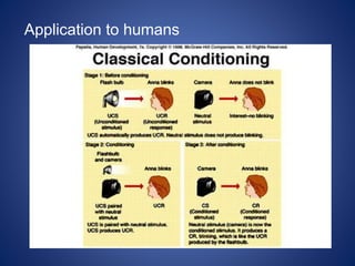 Classical Conditioning Humans