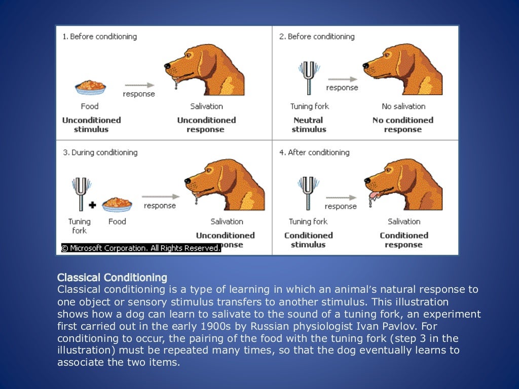 Presentation on classical conditioning