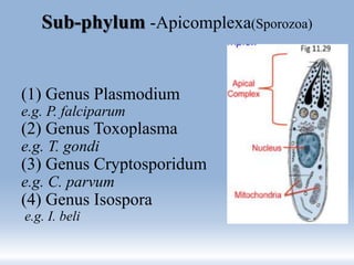 Presentation on classification of protozoa | PPTX