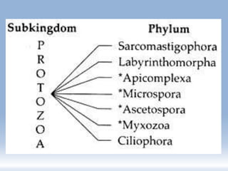 Presentation on classification of protozoa | PPTX