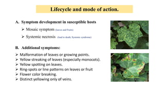 Presentation on cucumber mosaic virus | PPTX