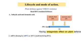 Presentation on cucumber mosaic virus | PPTX