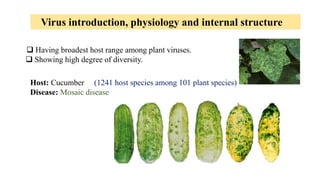 Presentation on cucumber mosaic virus | PPTX