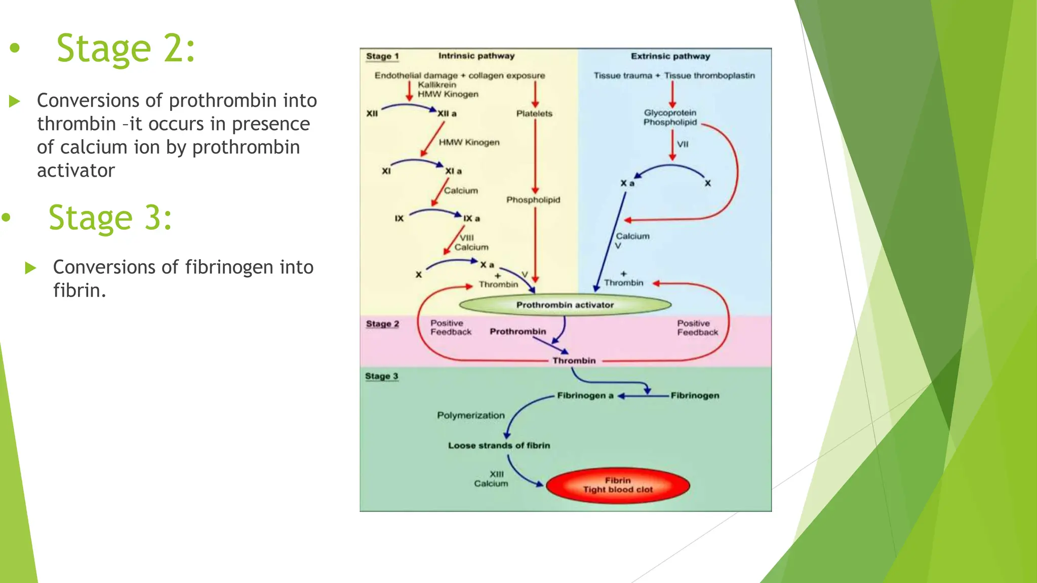 Presentation on coagulation cascade.pptx