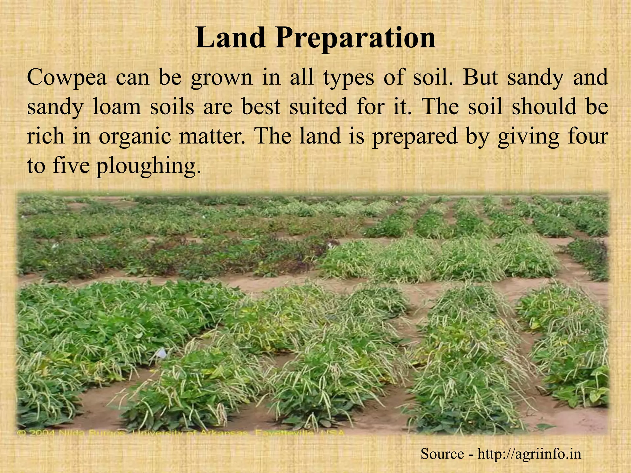 Presentation on cowpea | PPTX