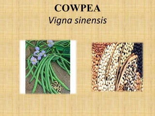 Presentation on cowpea | PPTX
