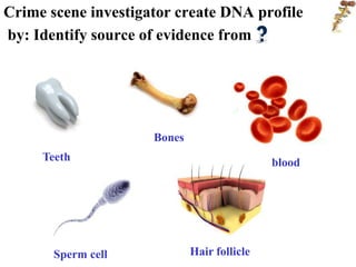 Recombinant DNA Technology, Forensic DNA Analysis and Human Genome ...
