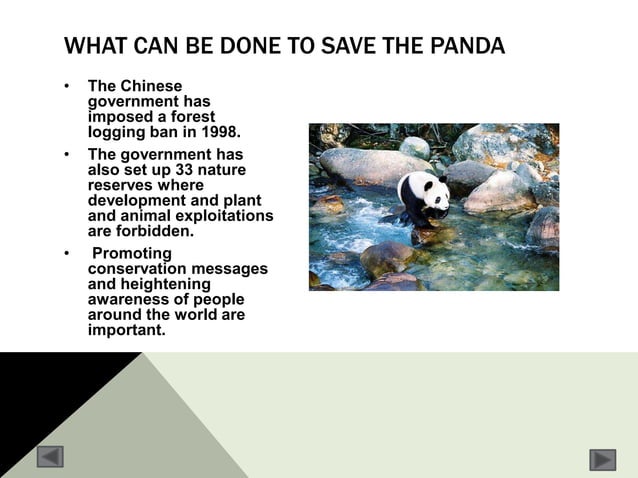 Presentation on endangers panda's | PPT