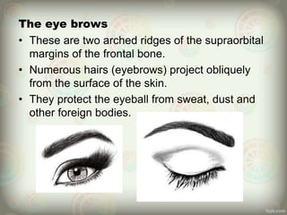 Presentation on eye | PPT