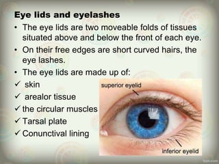 Presentation on eye | PPT