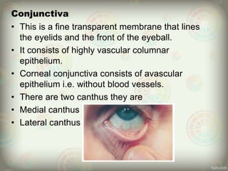Presentation on eye | PPT