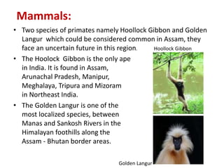 Presentation on fauna of northeast india | PPTX