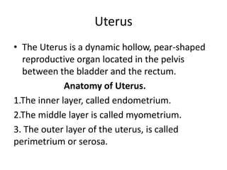 Presentation on female reproductive system | PPTX